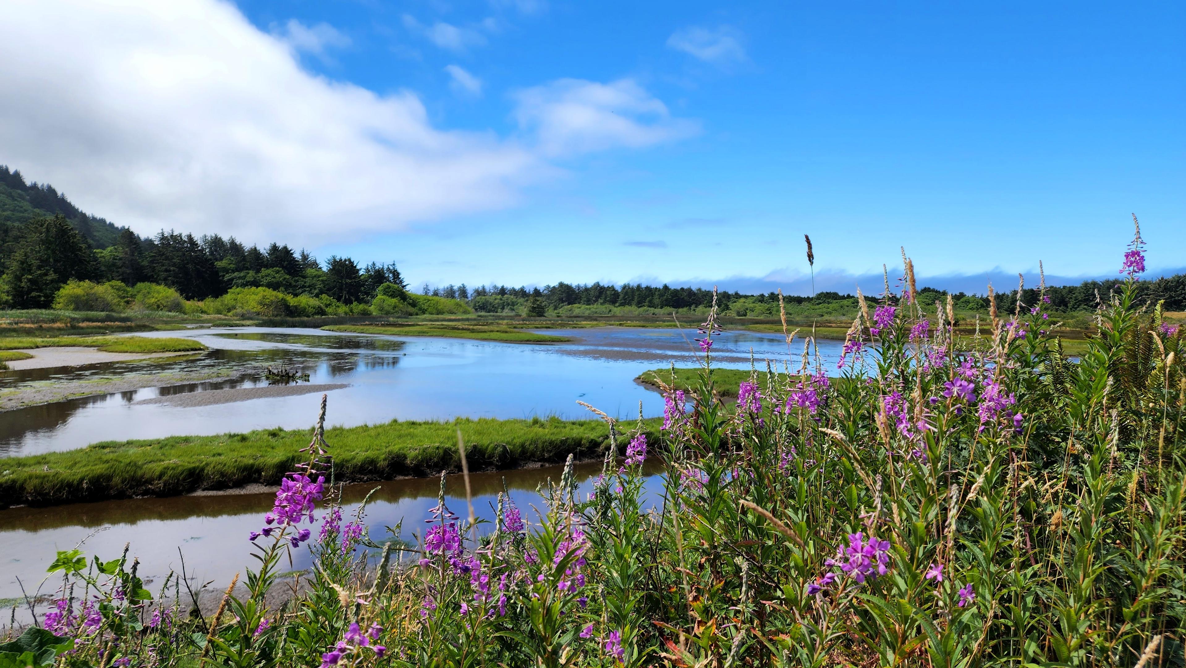 Sitka Sedge - Tillamook Estuaries Partnership