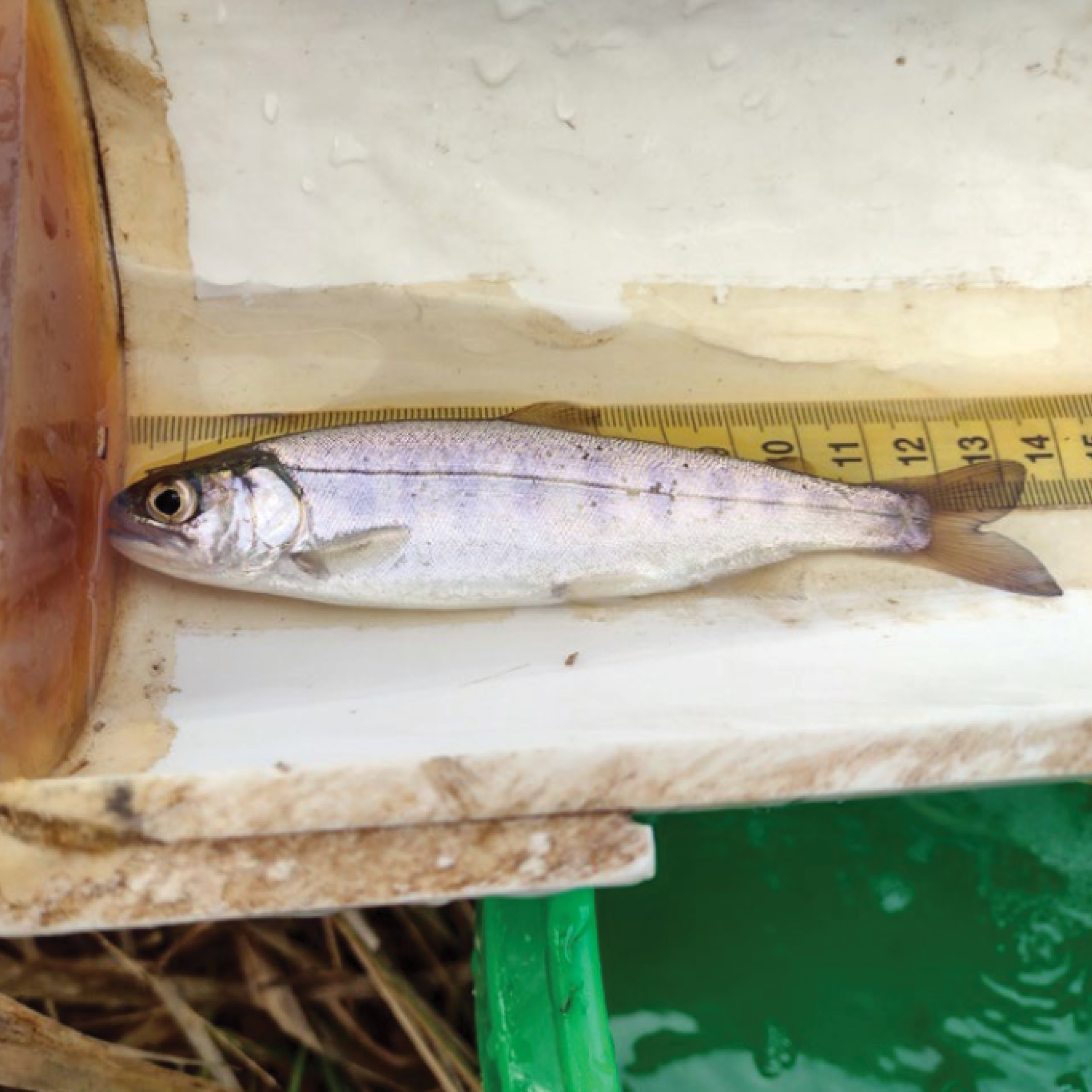 Tide Gate & Tidal Wetland Monitoring: Guidance and Protocols for ...